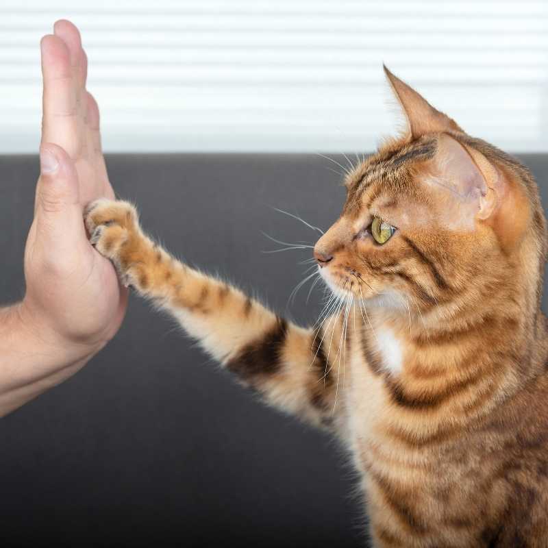 Simple Cat Training For Beginners | Higooga Blog