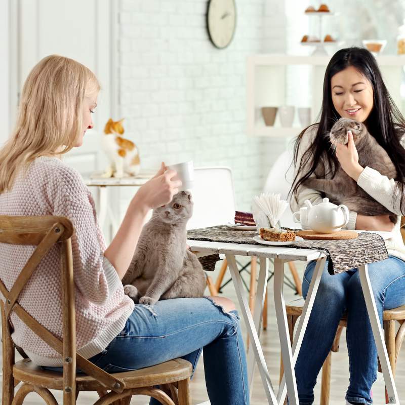 Discover 10 Health Benefits of Owning a Cat | Higooga Blog